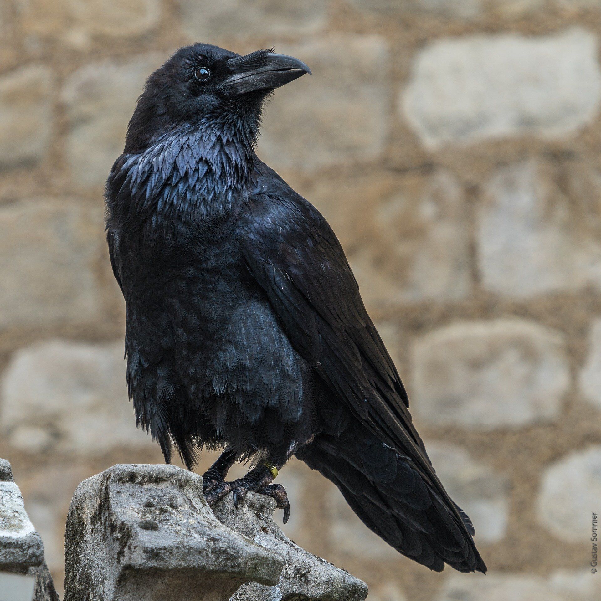 Everything you need to know about the Tower of London - Let Me Show You ...